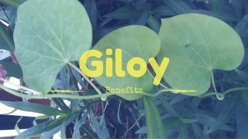 Benefits of Giloy in Hindi | गिलोय के लाभ - Vlogboard - Indian Recipes ...